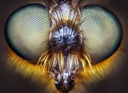 How AI Simulated the Evolution of Eyes and Brains