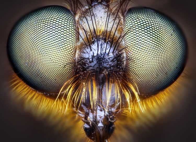 How AI Simulated the Evolution of Eyes and Brains